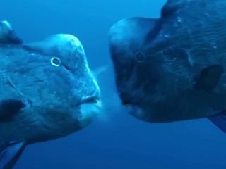 Our Oceans - Where to Watch and Stream - TV Guide