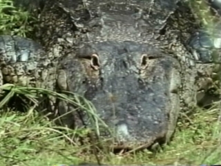 Really Wild Animals (National Geographic) - TV Guide