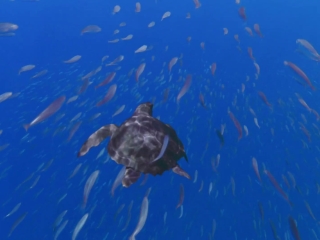 Turtle: The Incredible Journey - Where to Watch and Stream - TV Guide