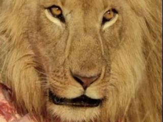 Human Planet - Where to Watch and Stream - TV Guide