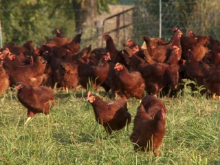 Farmageddon - Where to Watch and Stream - TV Guide