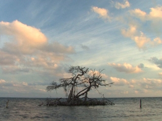 Alamar - Where to Watch and Stream - TV Guide