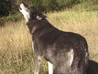 True Wolf - Where to Watch and Stream - TV Guide