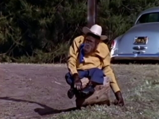 Lancelot Link, Secret Chimp - Where to Watch and Stream - TV Guide