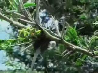 The Jeff Corwin Experience - Where to Watch and Stream - TV Guide