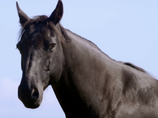 Midnight Stallion (2013) - Rotten Tomatoes