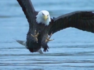 Nature's Most Amazing Events - Where to Watch and Stream - TV Guide