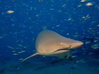 Deep Sea - Where to Watch and Stream - TV Guide