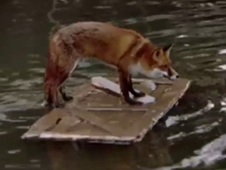 The Belstone Fox - Alchetron, The Free Social Encyclopedia