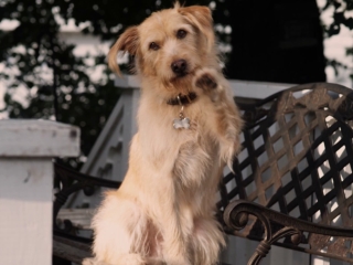 Smitty - Where to Watch and Stream - TV Guide