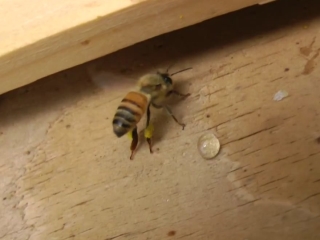 Bee People - Where to Watch and Stream - TV Guide