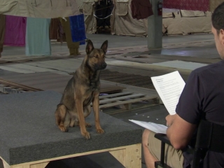 Max: What Kind Of Dog Is Max? (2015) - Video Detective